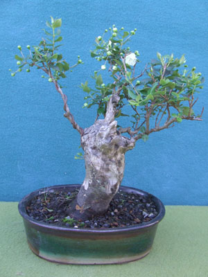 TU BONSAI - 30 años produciendo bonsai en Chile