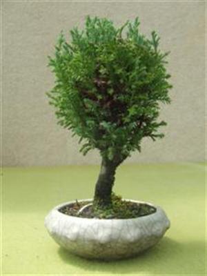 TU BONSAI - 30 años produciendo bonsai en Chile